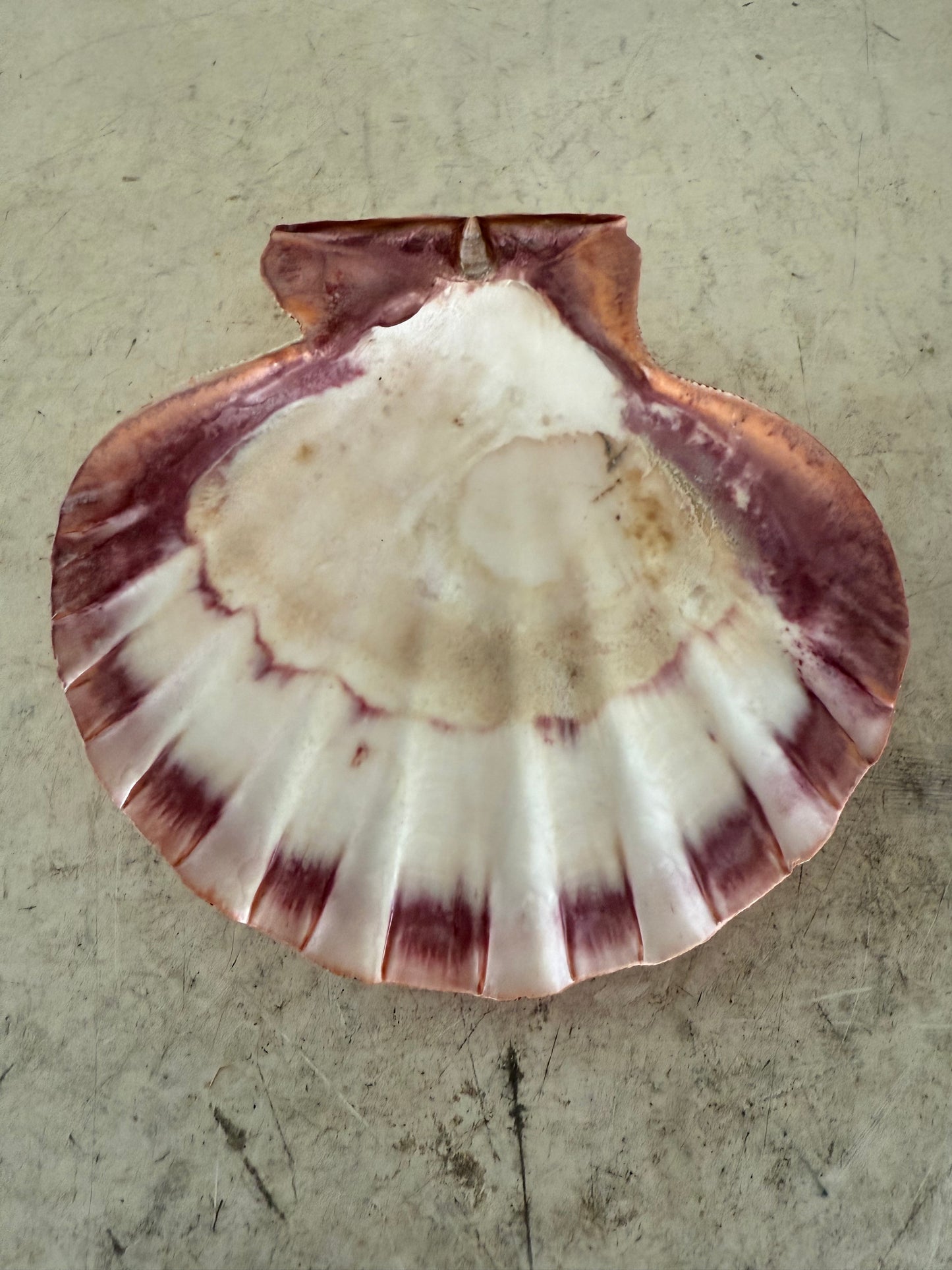 Large Real Clam Shell – Jami Ray Vintage