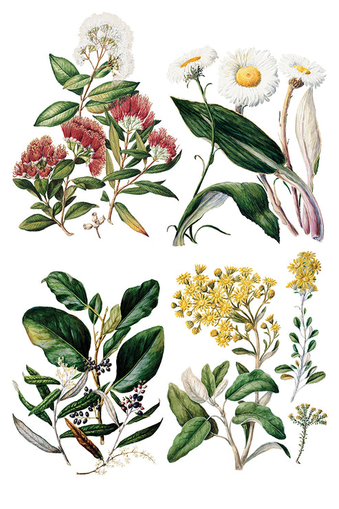 Sarah Featon's Botanicals | Transfer | IOD Iron Orchid Designs – Jami ...