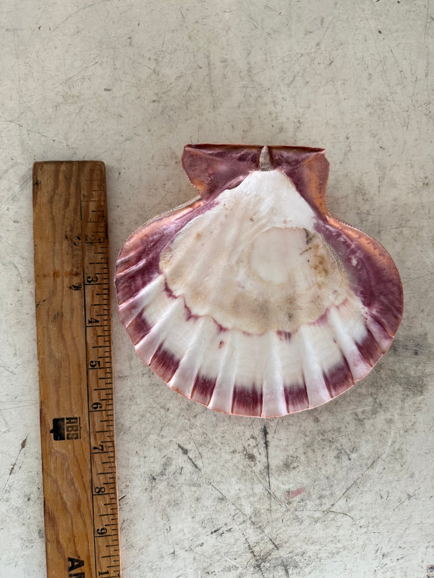 Large Real Clam Shell – Jami Ray Vintage
