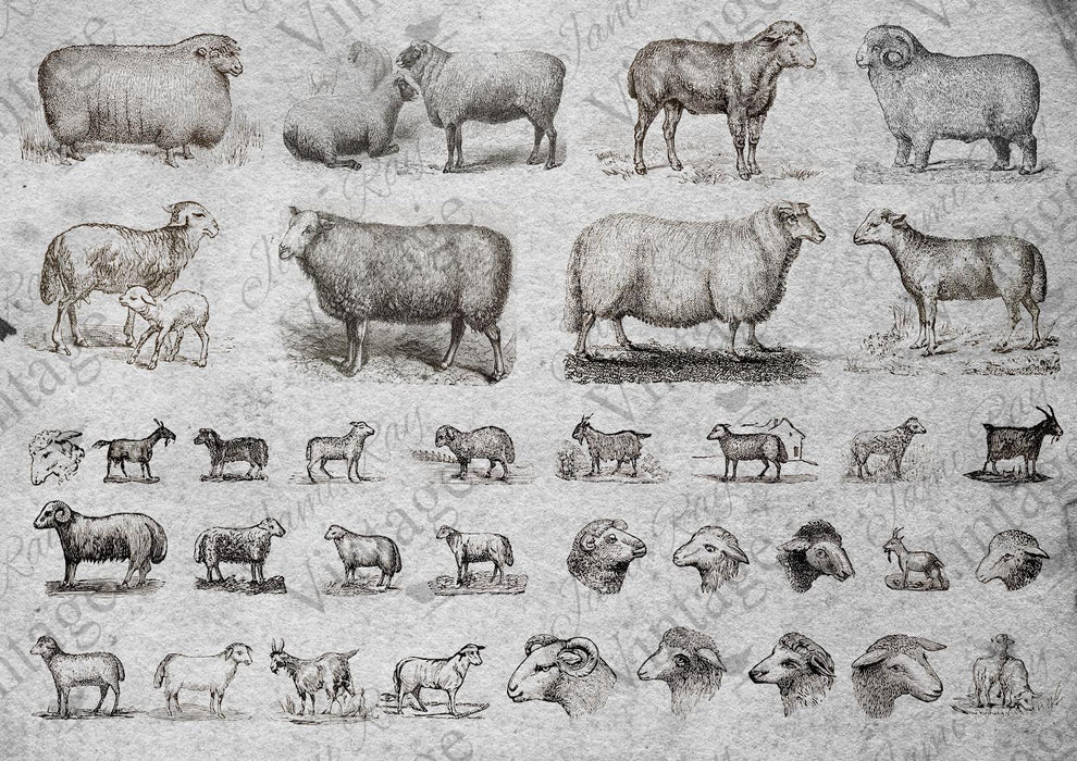Sheep JRV Rice Paper A4 Decoupage Home Decor – Jami Ray Vintage